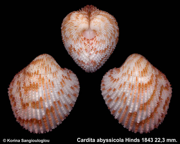 Auction 3-7 April 2011 Miscellaneous Gastropods & Bivalves