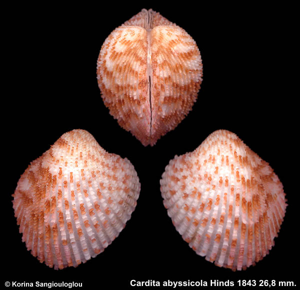 Auction 28 October - 1 November 2007 Miscellaneous Gastropods & Bivalves