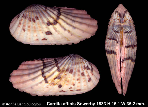 Auction 3-7 April 2011 Miscellaneous Gastropods & Bivalves