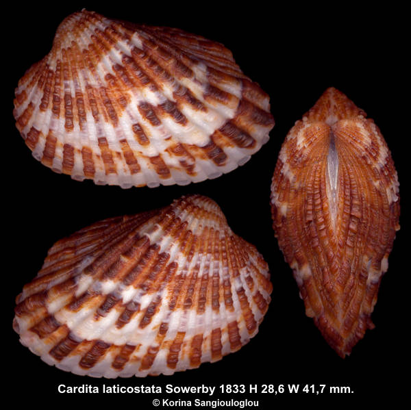 Auction 3-7 April 2011 Miscellaneous Gastropods & Bivalves