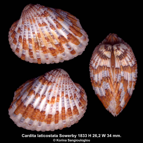 Auction 3-7 April 2011 Miscellaneous Gastropods & Bivalves