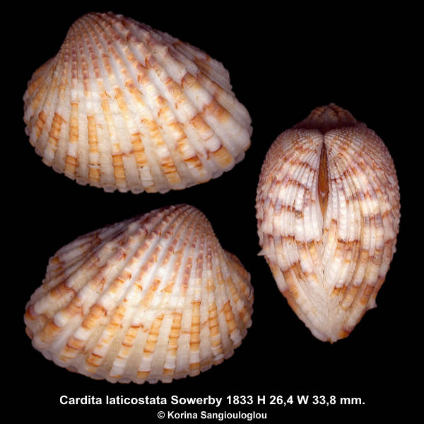 Auction 3-7 April 2011 Miscellaneous Gastropods & Bivalves