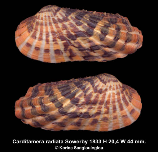 Auction 28 October - 1 November 2007 Miscellaneous Gastropods & Bivalves