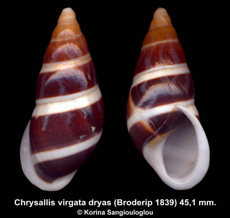 Auction 3-7 April 2011 Fasciolariidae Harpidae Landsnail