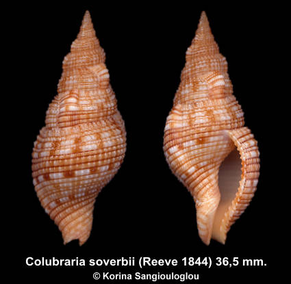 Auction 3-7 April 2011 Miscellaneous Gastropods & Bivalves