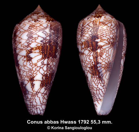 Auction 30 September - 5 October 2006 Conidae