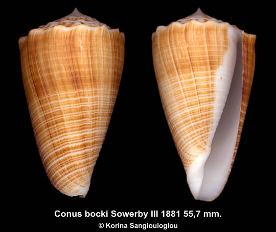 Auction 28 October - 1 November 2007 Conidae