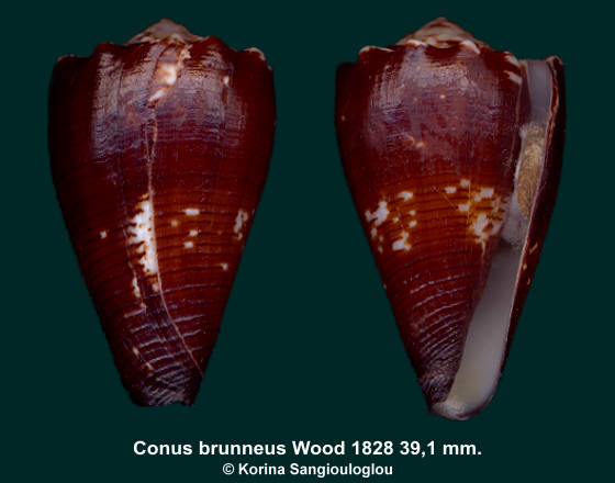 Auction 28 October - 1 November 2007 Conidae