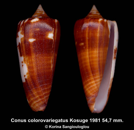 Auction 28 October - 1 November 2007 Conidae