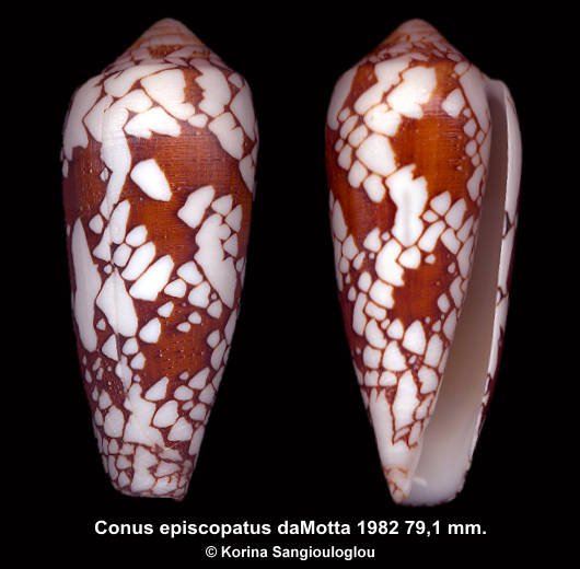 Auction 27-31 August 2006 Conidae