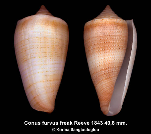 Auction 3-7 April 2011 Conidae