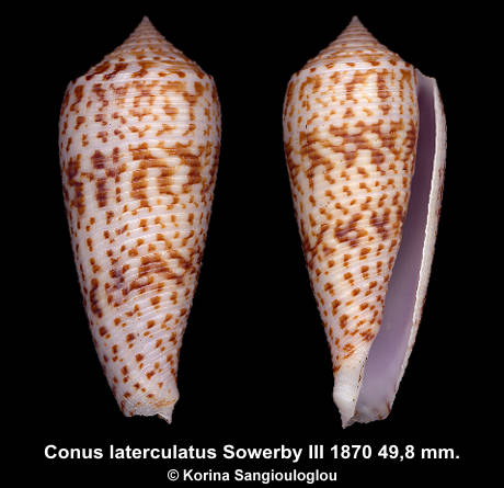 Auction 3-7 April 2011 Conidae