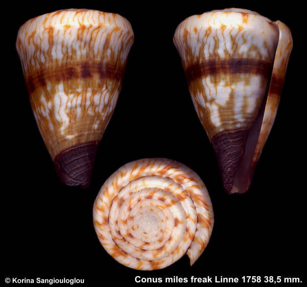 Auction 3-7 April 2011 Conidae