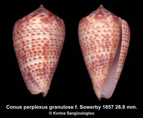 Auction 25-29 June 06 Conidae
