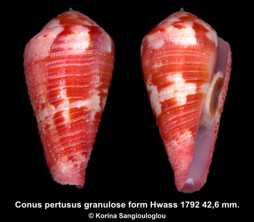 Auction 28 October - 1 November 2007 Conidae