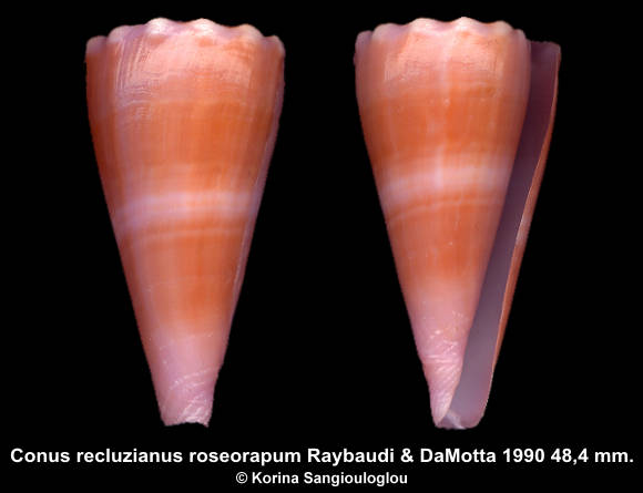 Auction 30 September - 5 October 2006 Conidae