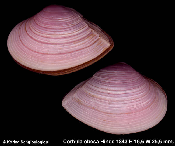 Auction 3-7 April 2011 Miscellaneous Gastropods & Bivalves