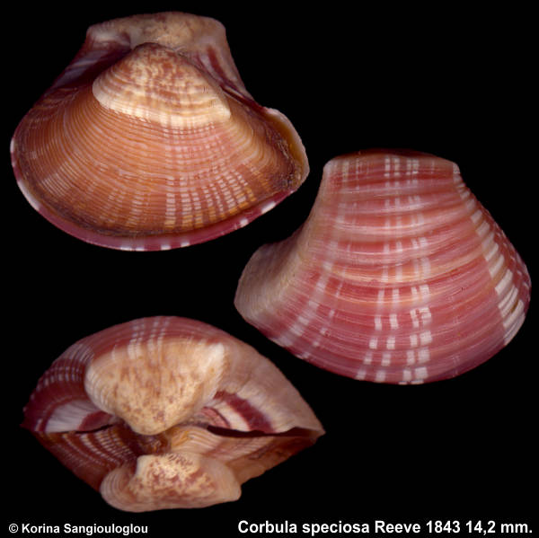 Auction 3-7 April 2011 Miscellaneous Gastropods & Bivalves