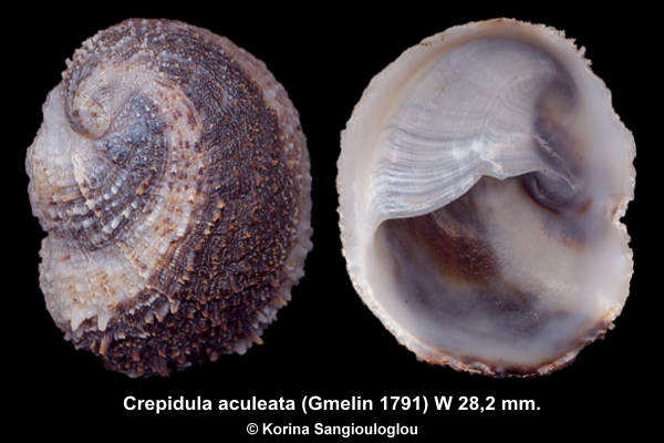 Auction 3-7 April 2011 Miscellaneous Gastropods & Bivalves