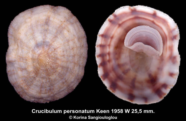 Auction 3-7 April 2011 Miscellaneous Gastropods & Bivalves