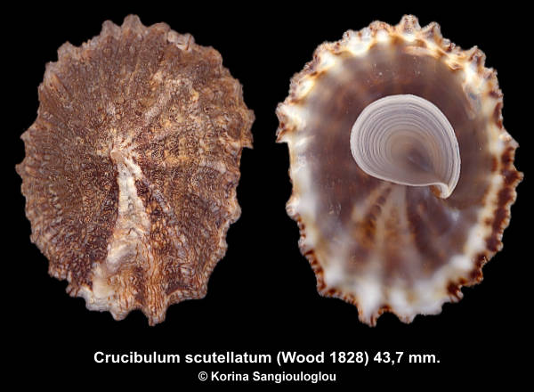 Auction 27-31 August 2006 Miscellaneous Gastropods & Bivalves