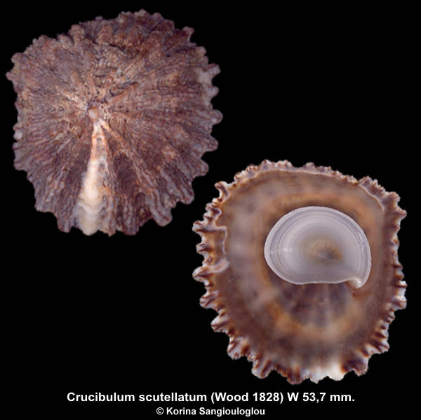 Auction 3-7 April 2011 Miscellaneous Gastropods & Bivalves