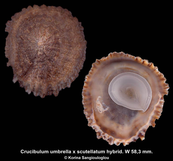 Auction 3-7 April 2011 Miscellaneous Gastropods & Bivalves