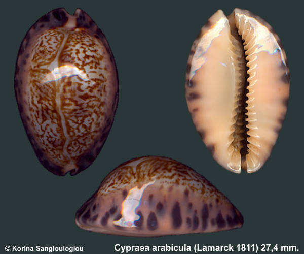 Auction 3-7 April 2011 Cypraeidae