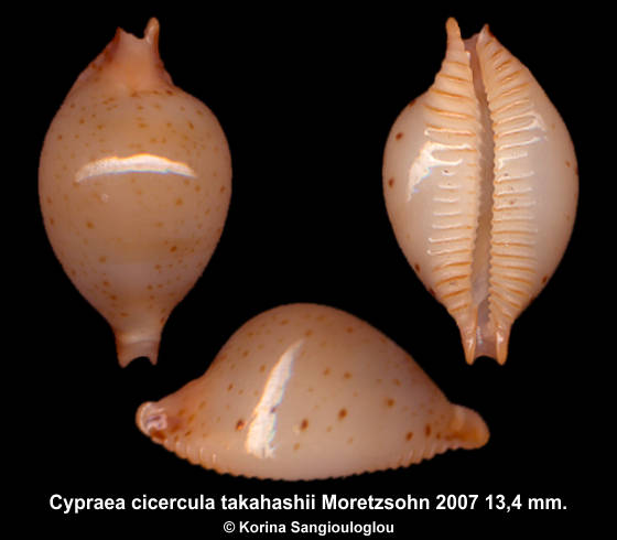 Auction 3-7 April 2011 Cypraeidae