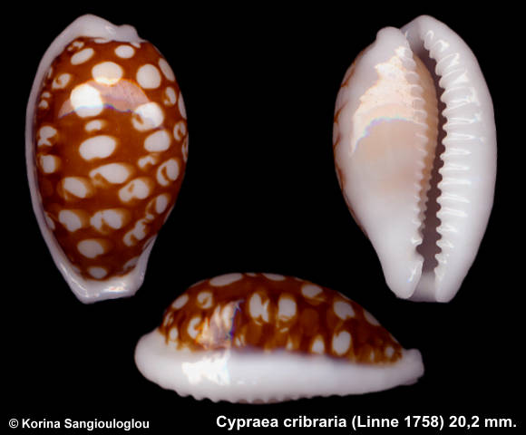 Auction 3-7 April 2011 Cypraeidae