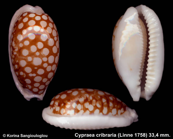 Auction 3-7 April 2011 Cypraeidae