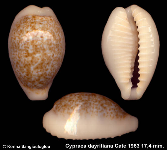 Auction 3-7 April 2011 Cypraeidae