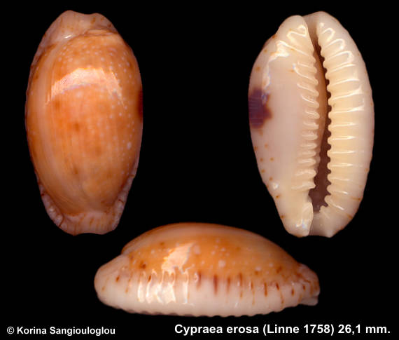 Auction 28 October - 1 November 2007 Cypraeidae