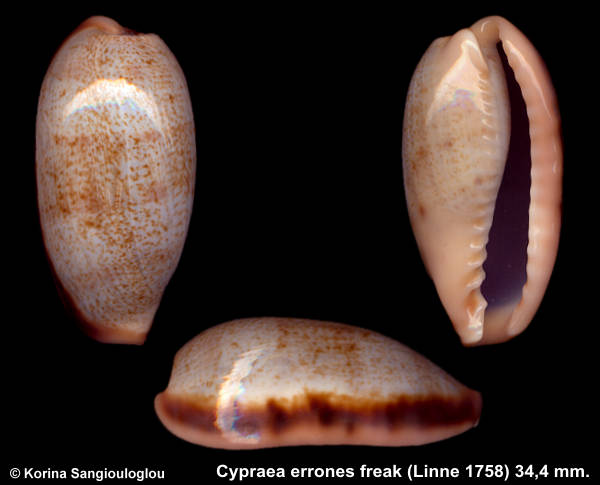 Auction 3-7 April 2011 Cypraeidae