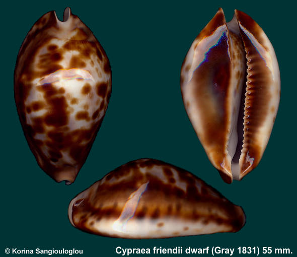 Auction 3-7 April 2011 Cypraeidae