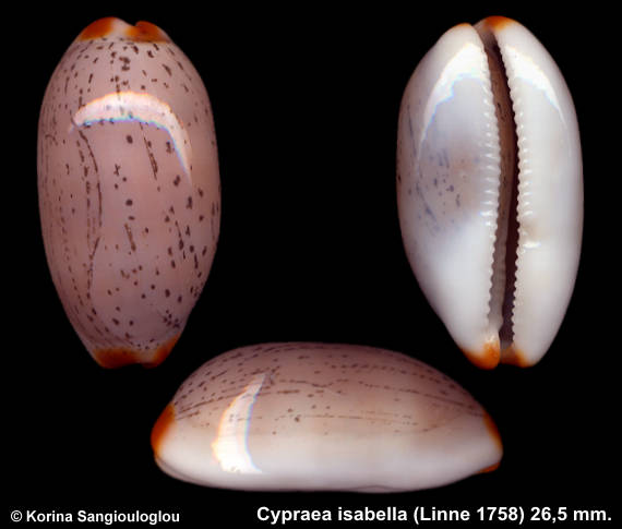 Auction 28 October - 1 November 2007 Cypraeidae