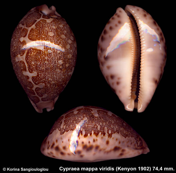 Auction 28 October - 1 November 2007 Cypraeidae