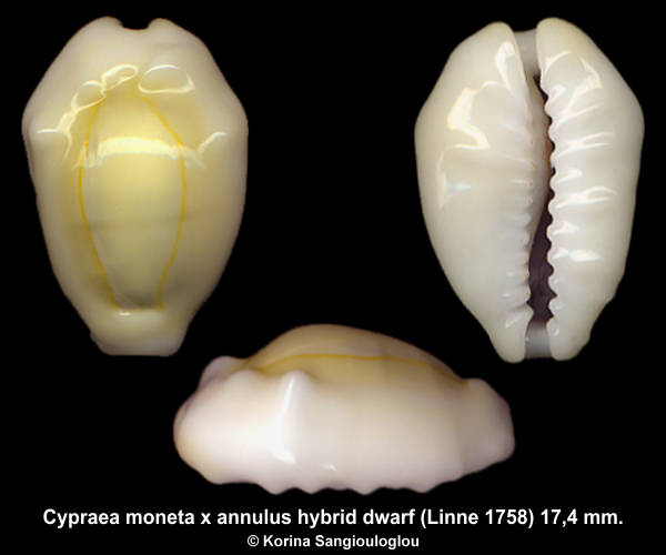 Auction 3-7 April 2011 Cypraeidae