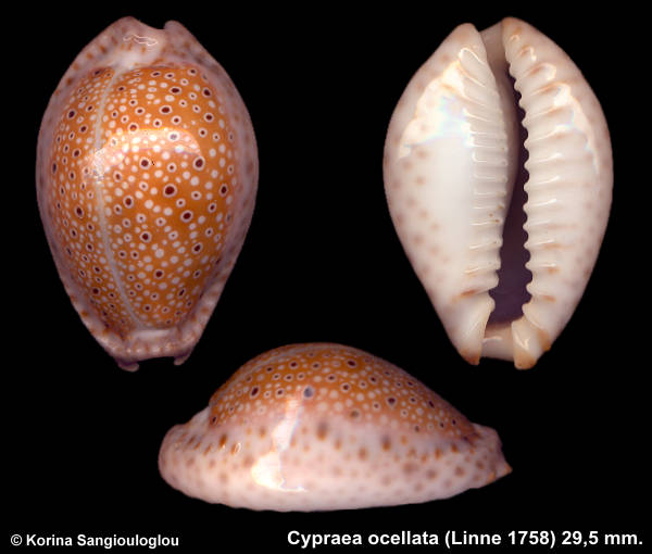 Auction 30 September - 5 October 2006 Cypraeidae