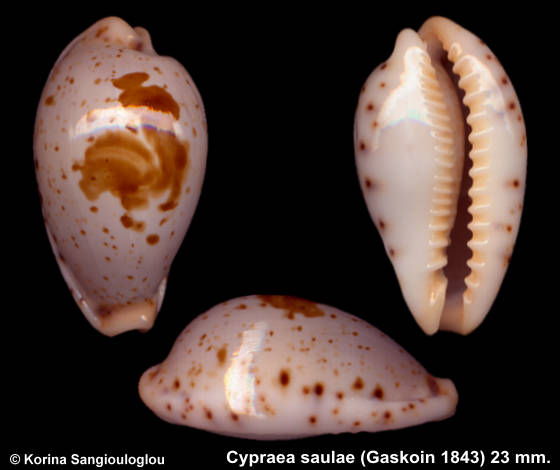 Auction 3-7 April 2011 Cypraeidae