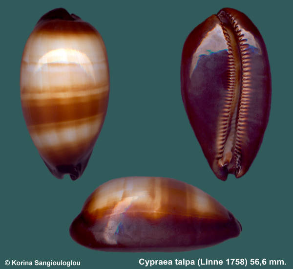 Auction 27-31 August 2006 Cypraeidae