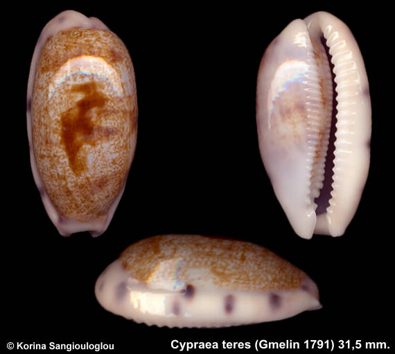 Auction 28 October - 1 November 2007 Cypraeidae