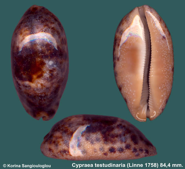 Auction 28 October - 1 November 2007 Cypraeidae