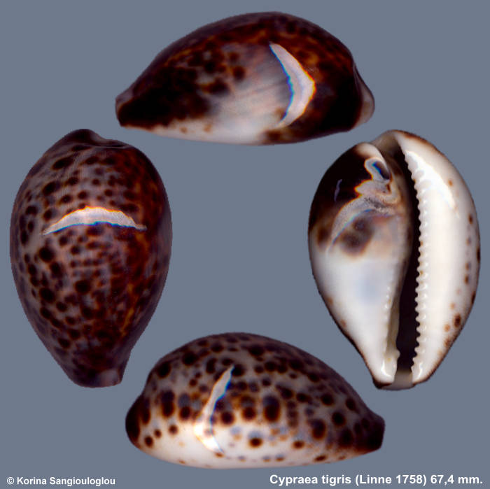 Auction 28 October - 1 November 2007 Cypraeidae