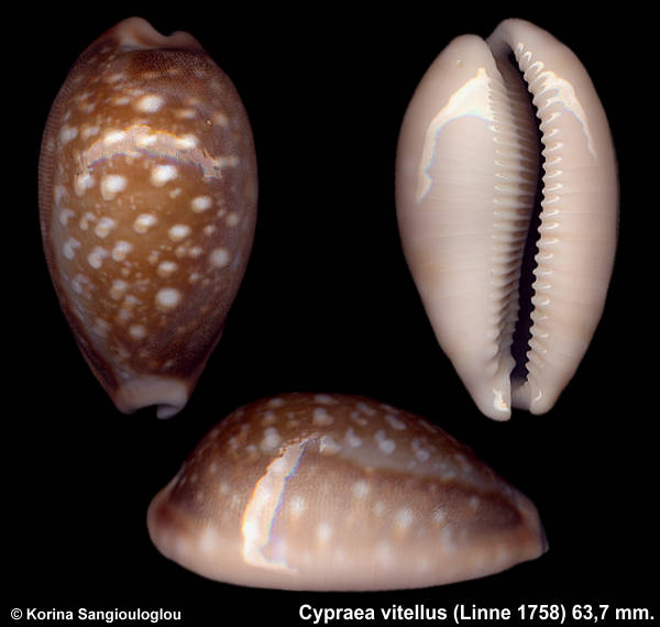 Auction 3-7 April 2011 Cypraeidae