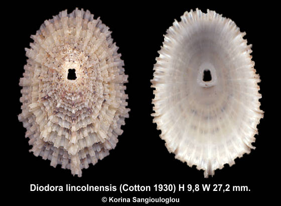 Auction 3-7 April 2011 Miscellaneous Gastropods & Bivalves