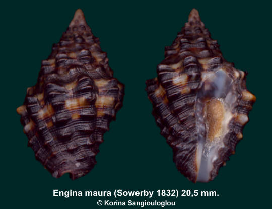 Auction 28 October - 1 November 2007 Miscellaneous Gastropods & Bivalves