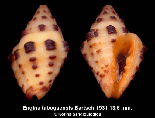 Auction 28 October - 1 November 2007 Miscellaneous Gastropods & Bivalves