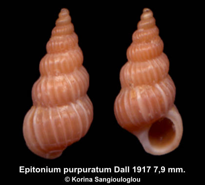Auction 28 October - 1 November 2007 Miscellaneous Gastropods & Bivalves