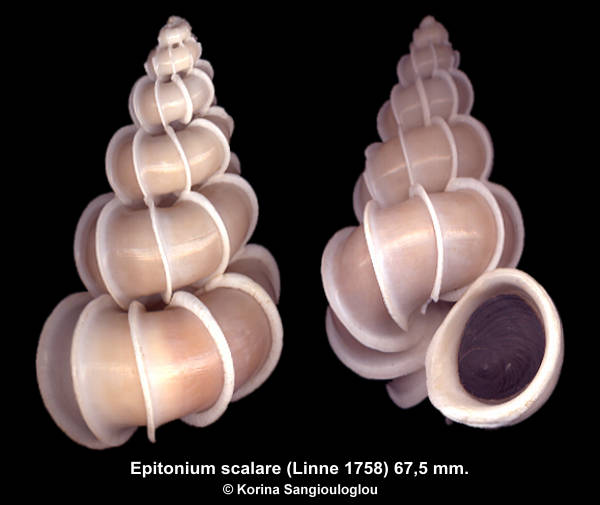 Auction 25-29 June 06 Miscellaneous Gastropods & Bivalves